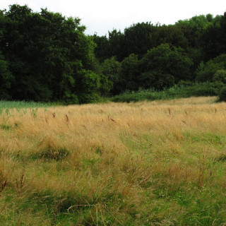 Grass and Woodlands. – OnTableTop – Home of Beasts of War