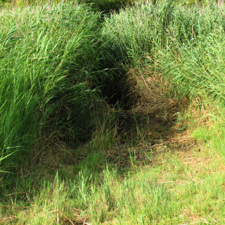 Grass and Woodlands. – OnTableTop – Home of Beasts of War